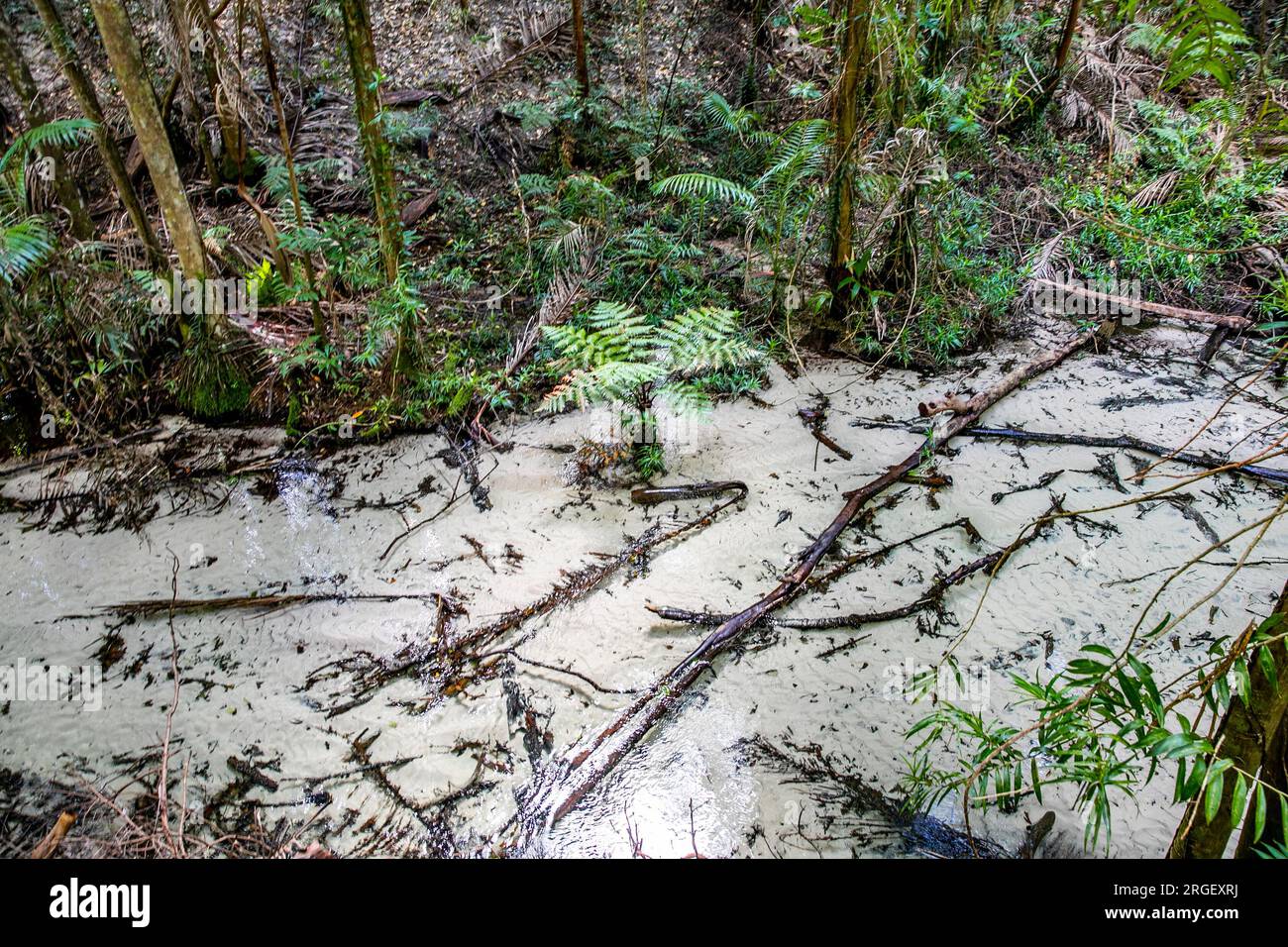 Fraser Island K'gari Wanggoolba Creek at Central station, creek running ...