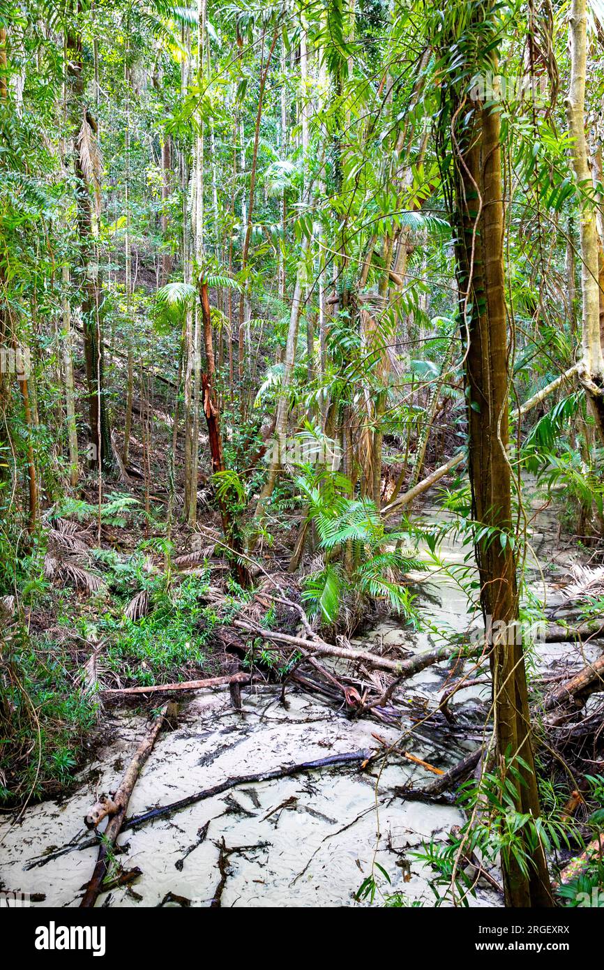 Fraser Island K'gari Wanggoolba Creek at Central station, creek running ...