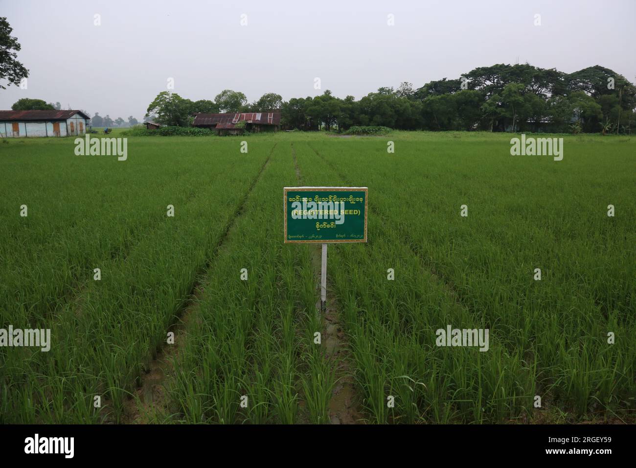Yangon. 8th Aug, 2023. This photo taken on Aug. 8, 2023 shows a ...