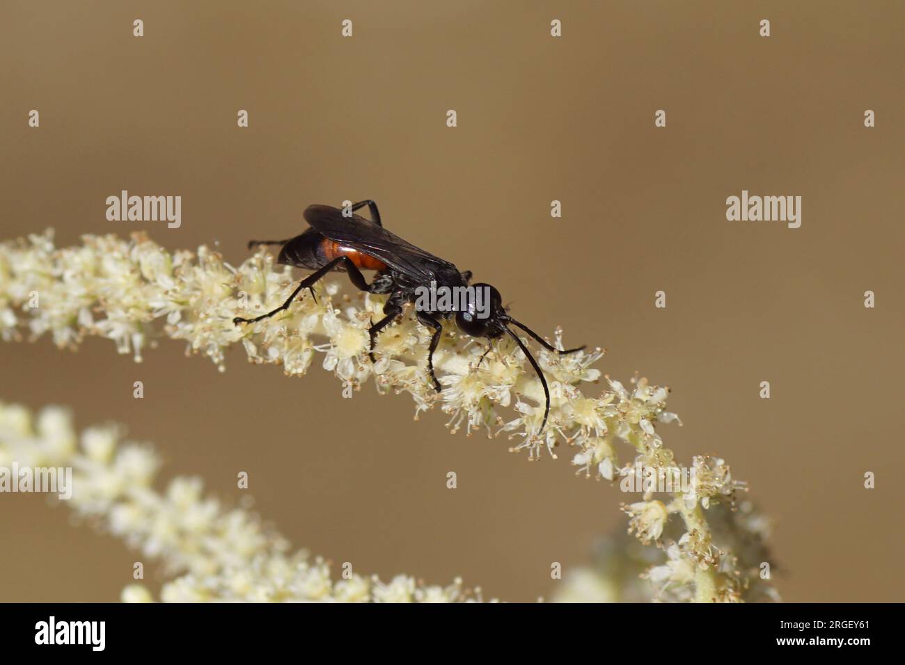 Spider wasp Anoplius infuscatus, family Pompilidae. On flowers of ...