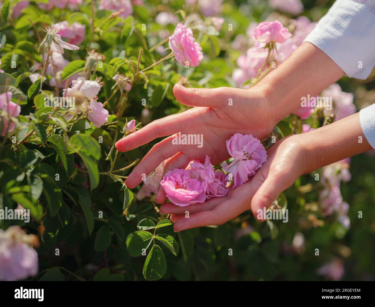 woman picking roses in Field of Damascena roses in sunny summer day ...