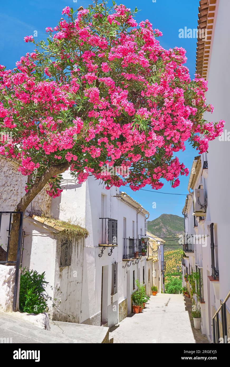 Blooming flowers on the street, White Village of Zahara de la Sierra ...