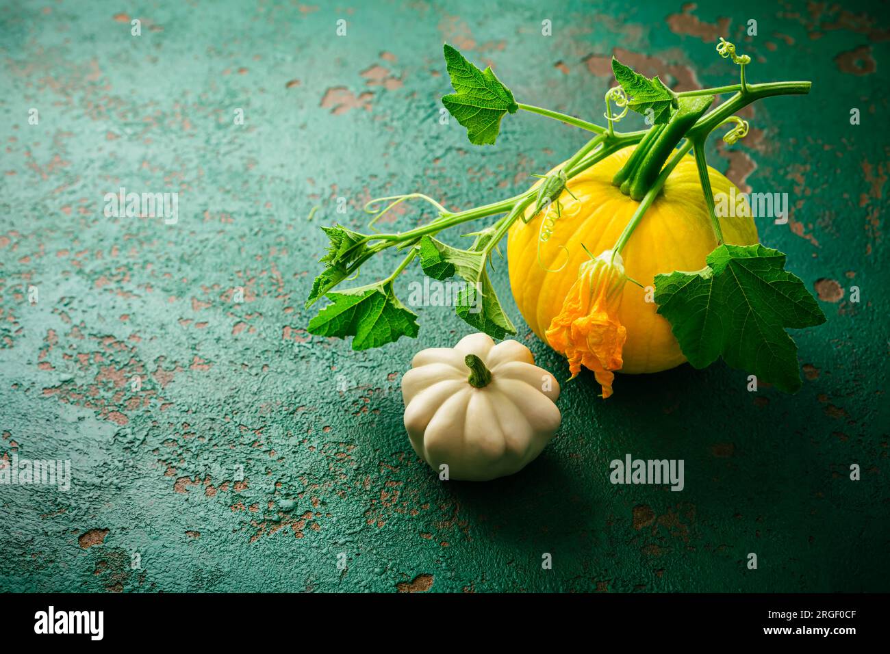 Pattypan squash and yellow zucchini - summer squash (Cucurbita pepo ...