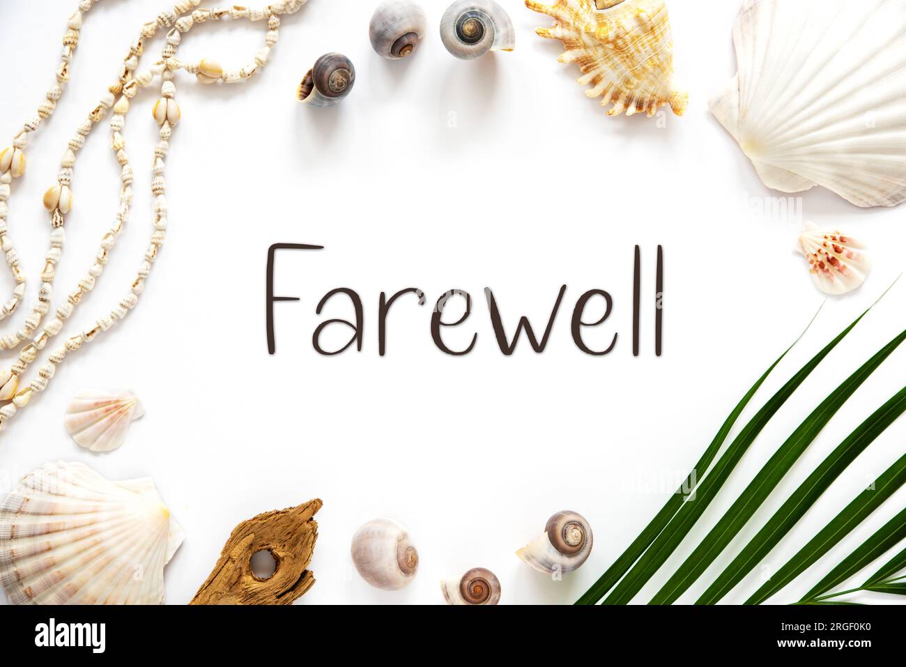 Summer Flat Lay White, Shells and Plants, Summer Background, Text ...