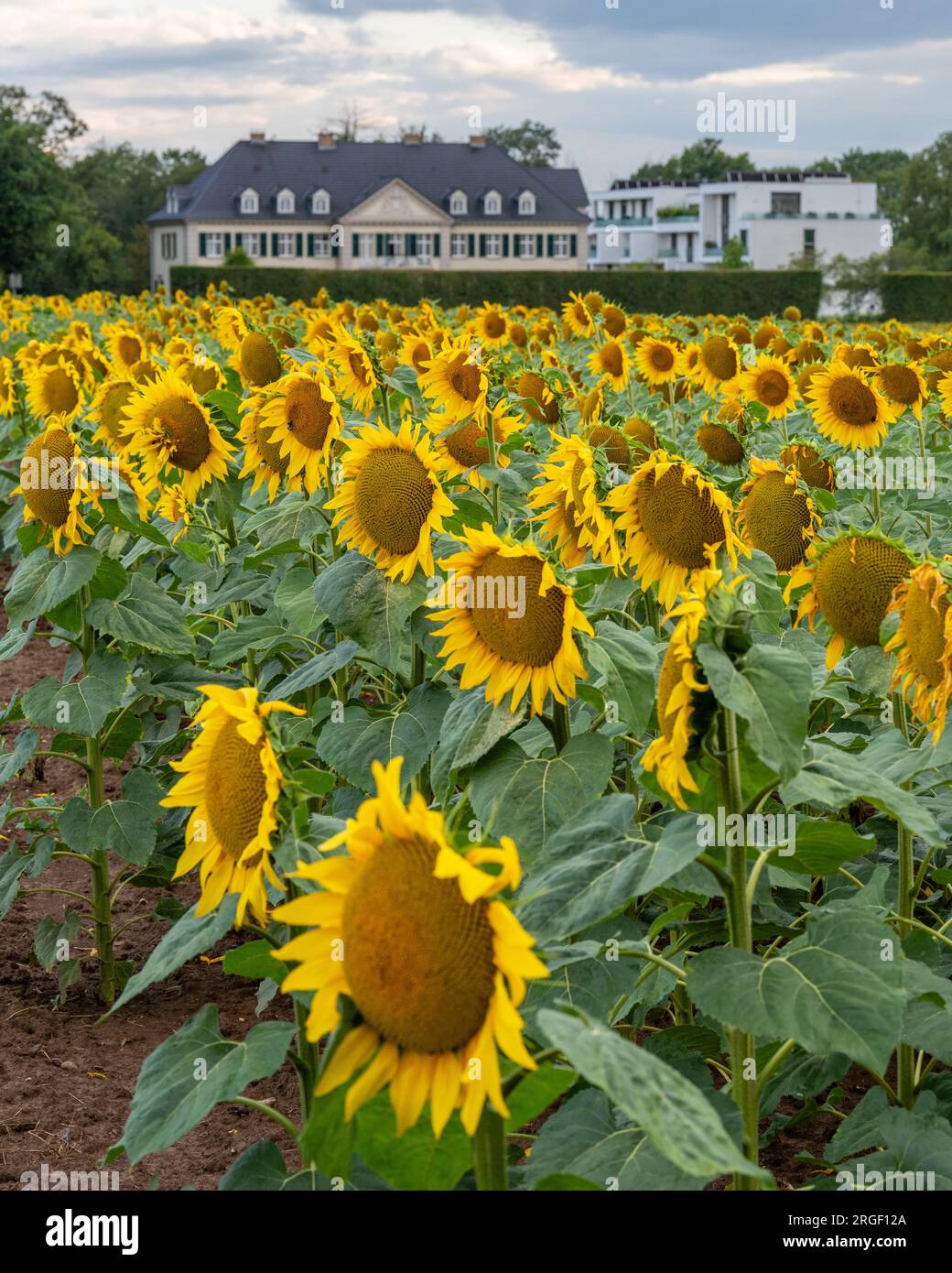Monheim north rhine westphalia hi-res stock photography and images - Alamy