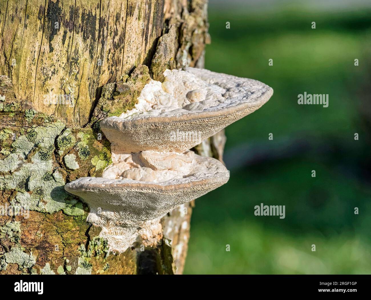 Fungal lore hi-res stock photography and images - Alamy