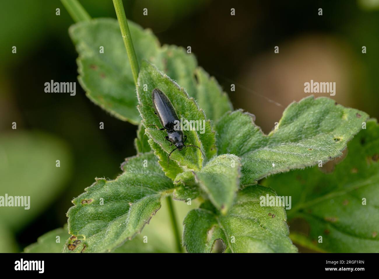 Beetle crawling on a stalk of grass .Insects are very active during the ...