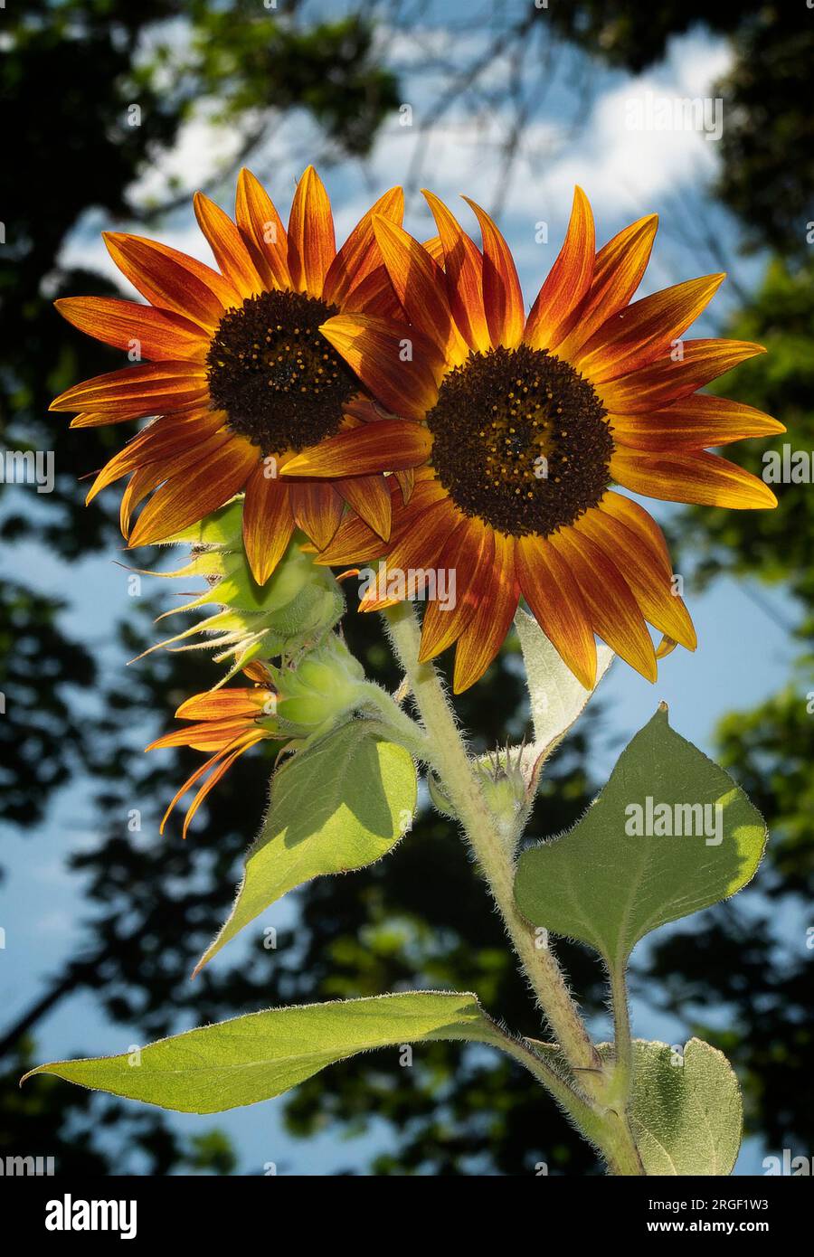 Two sunflowers in garden hi-res stock photography and images - Alamy