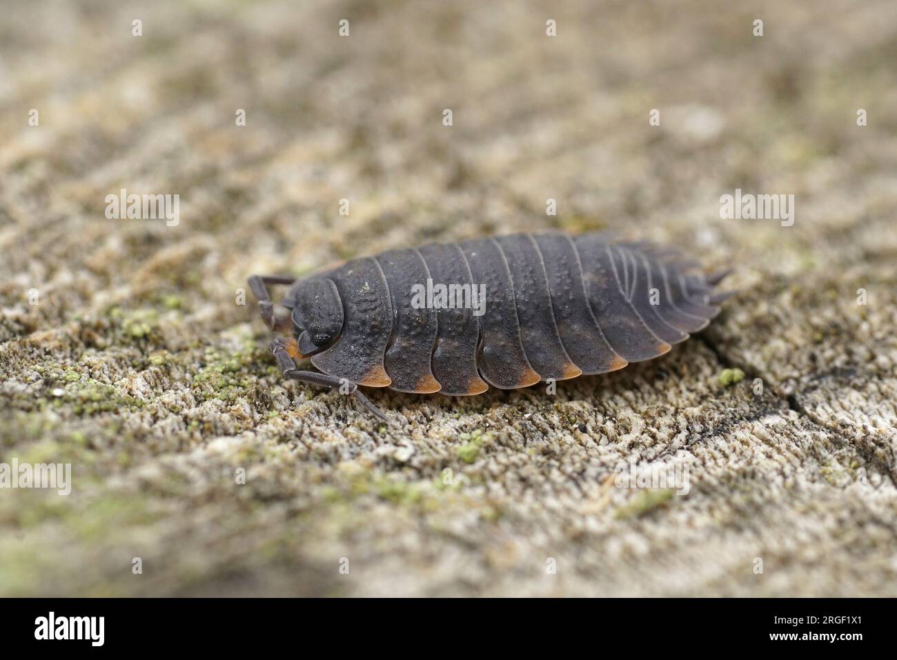 Natural closeup on a grey colored Ratzeburg's Woodlouse, Trachelipus ...