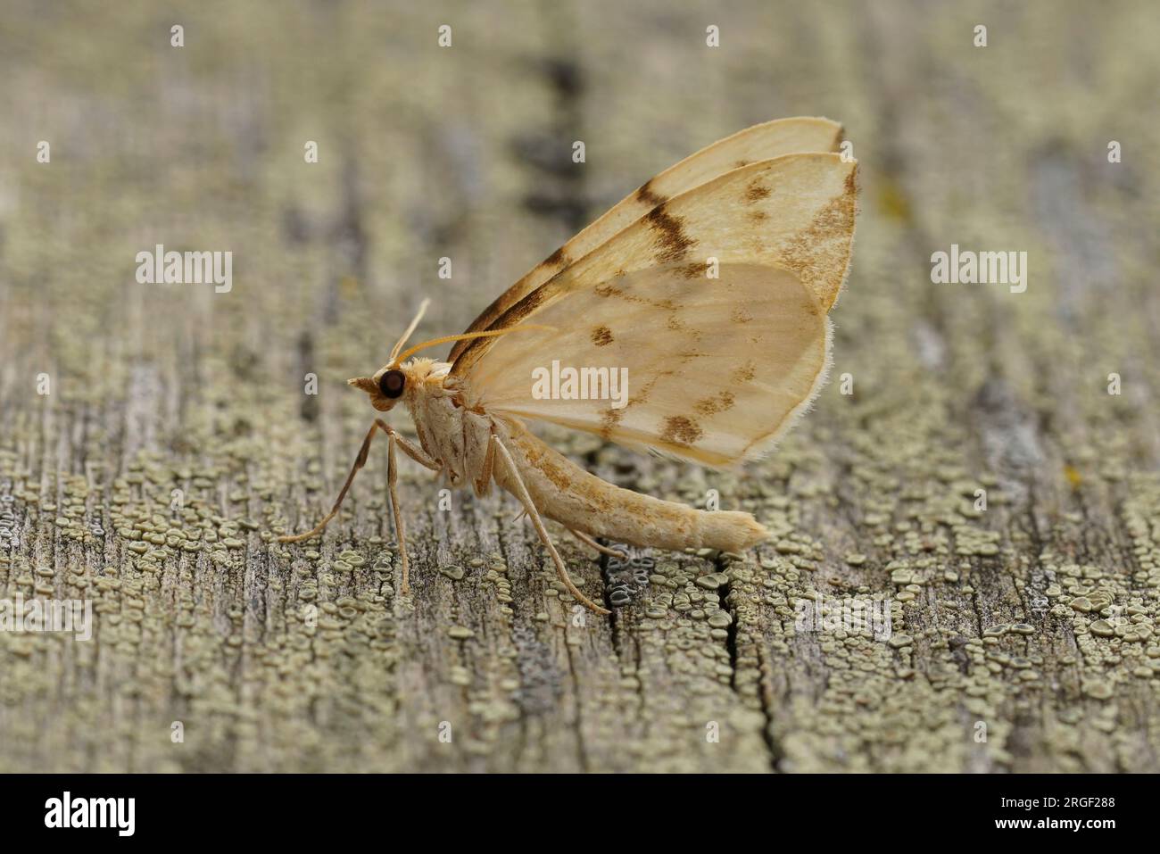 Natural closeup on a barred straw geometer moth, Gandaritis pyraliata ...