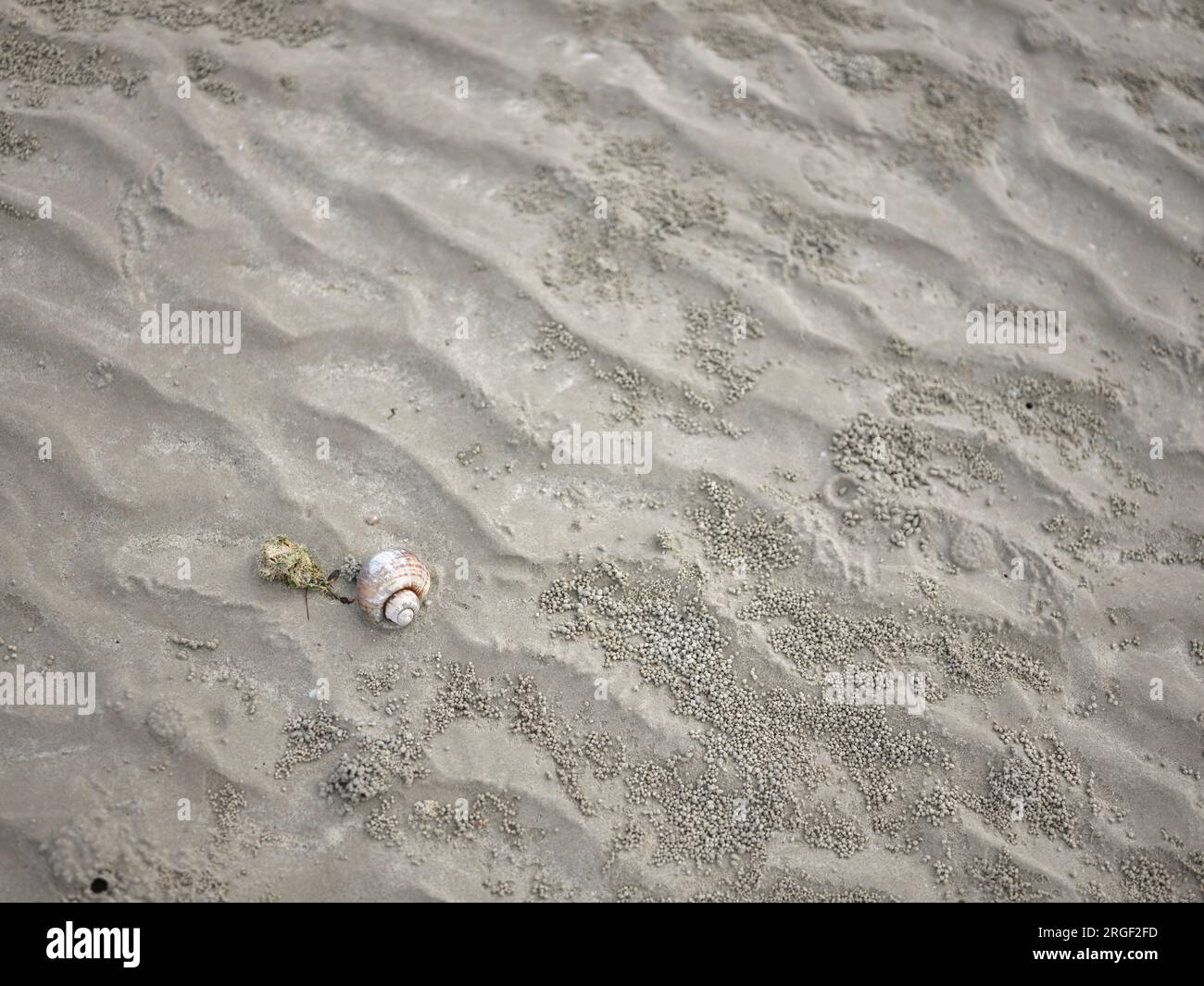 Beautiful empty sand beach background, nature texture background ...