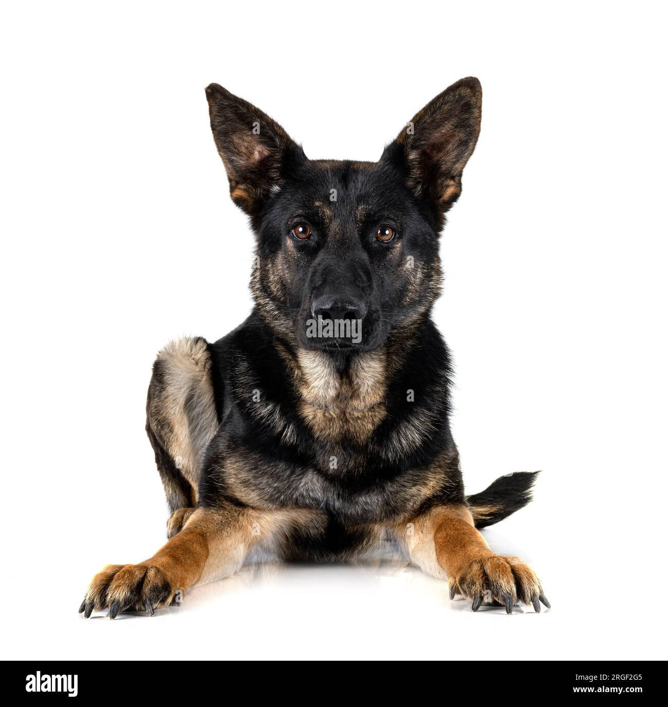 young german shepherd in front of white background Stock Photo - Alamy