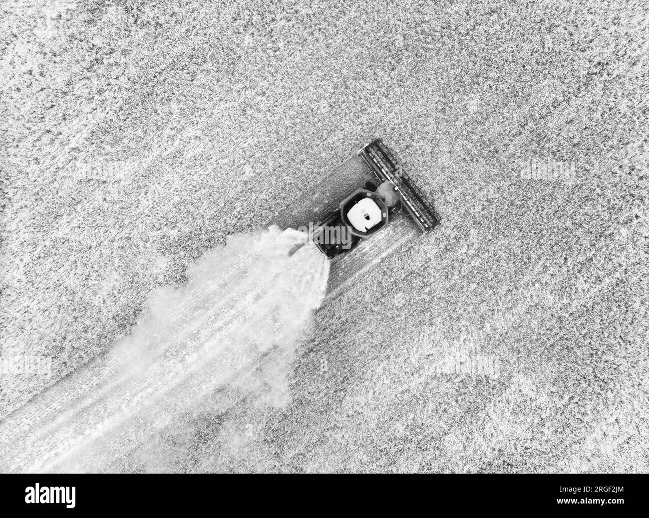 Harvester works in the field. Combine Harvesting Wheat, top view of a ...