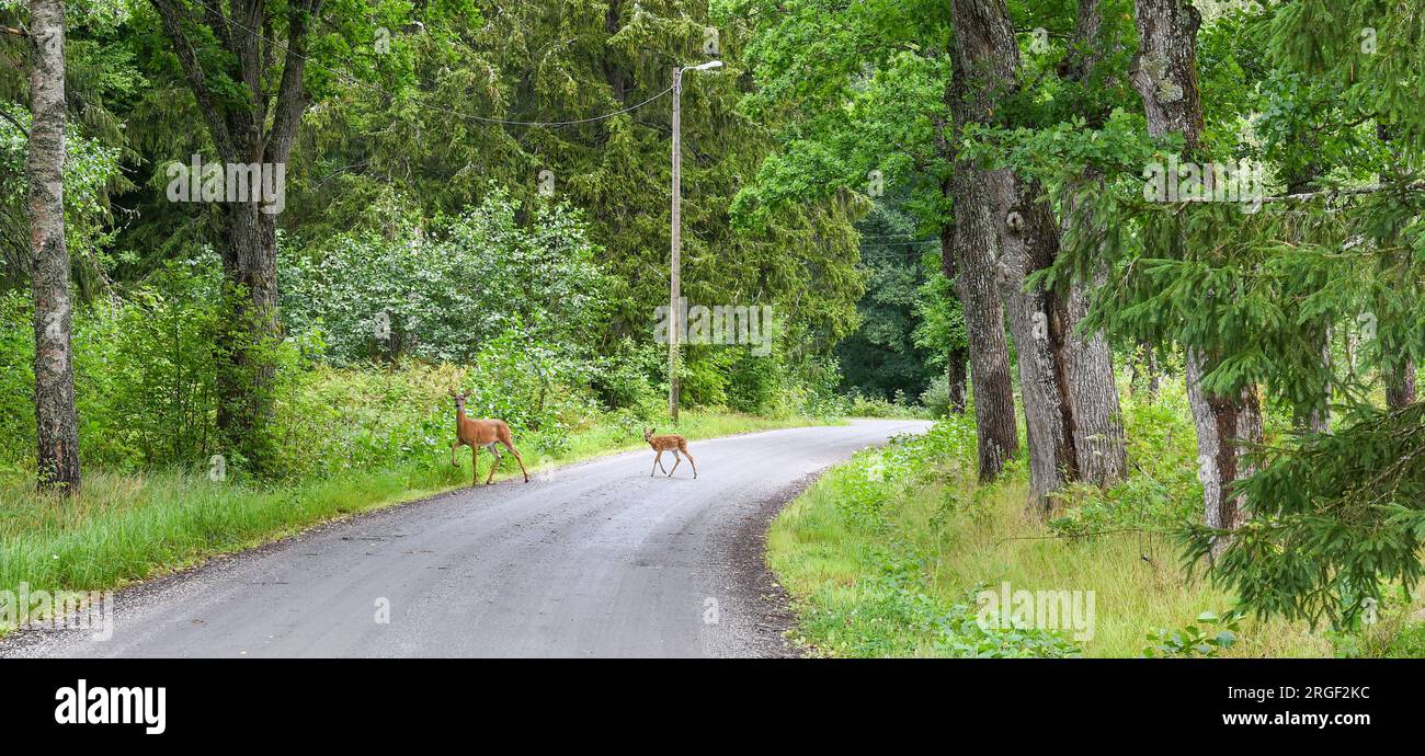 Mother deer and fawn crossing the road in daytime Stock Photo - Alamy