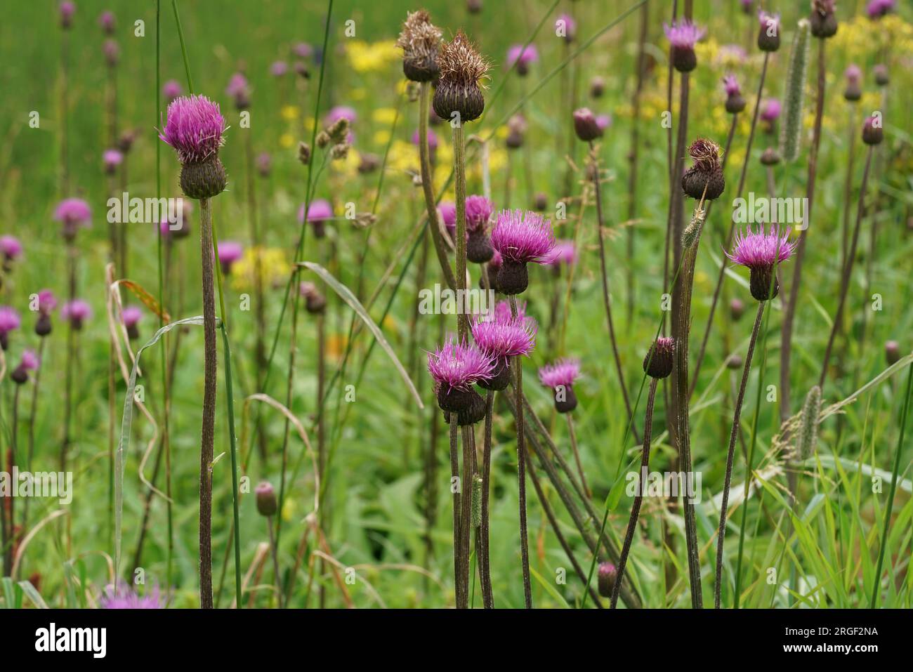 Natural Closeup on an aggregation of colorful purple flowering ...