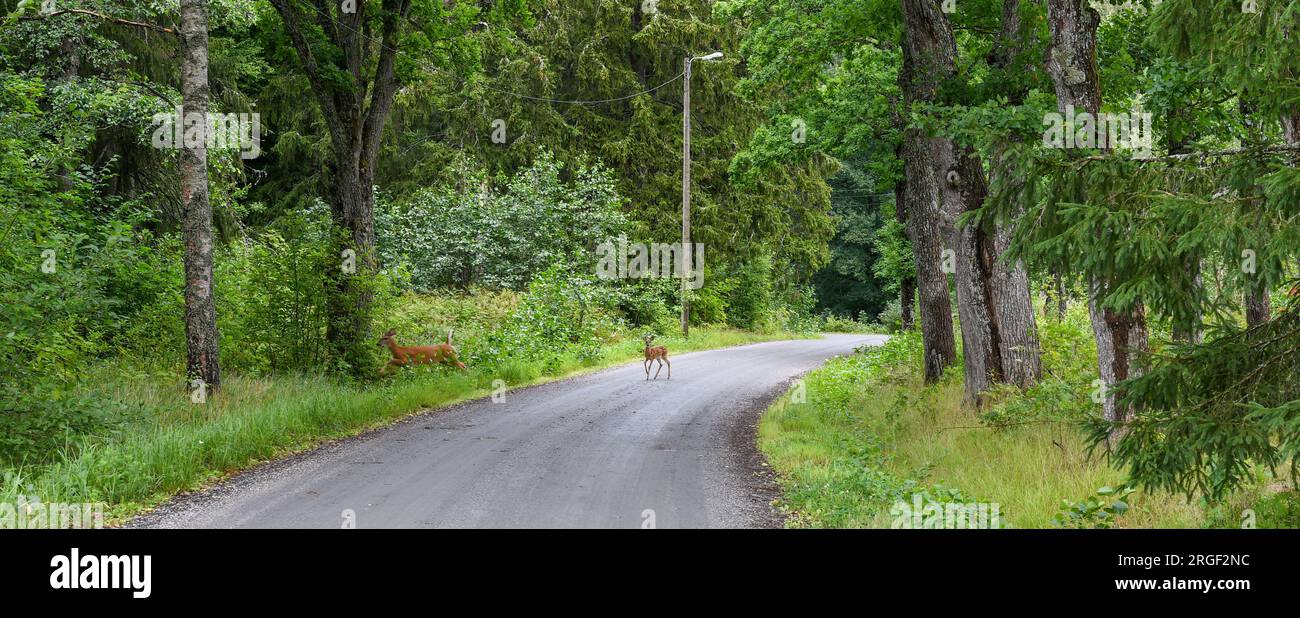 Mother deer and fawn crossing the road in daytime Stock Photo - Alamy