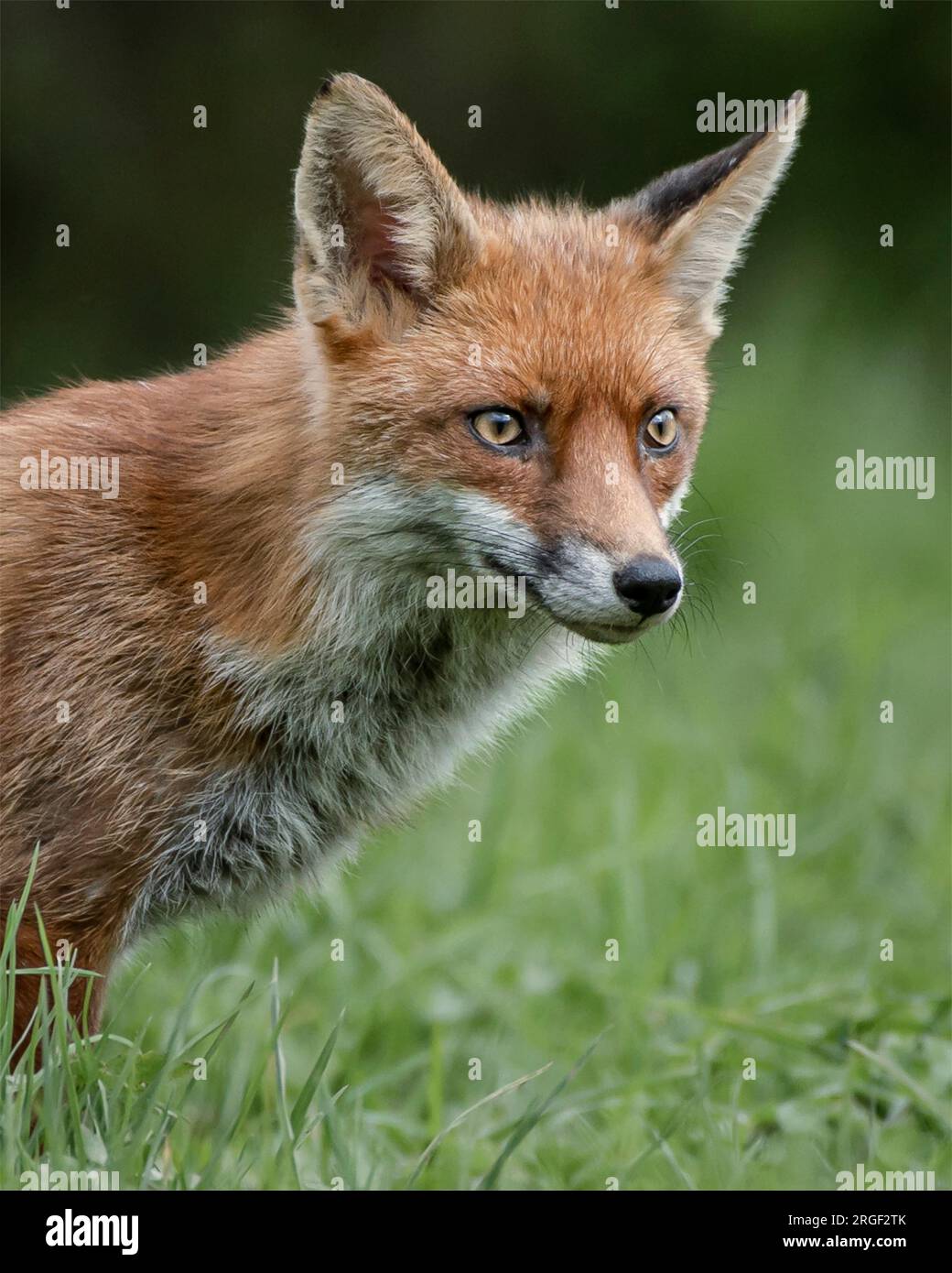 A beautiful fox out and about. Hampshire, England: PLAYFUL images ...
