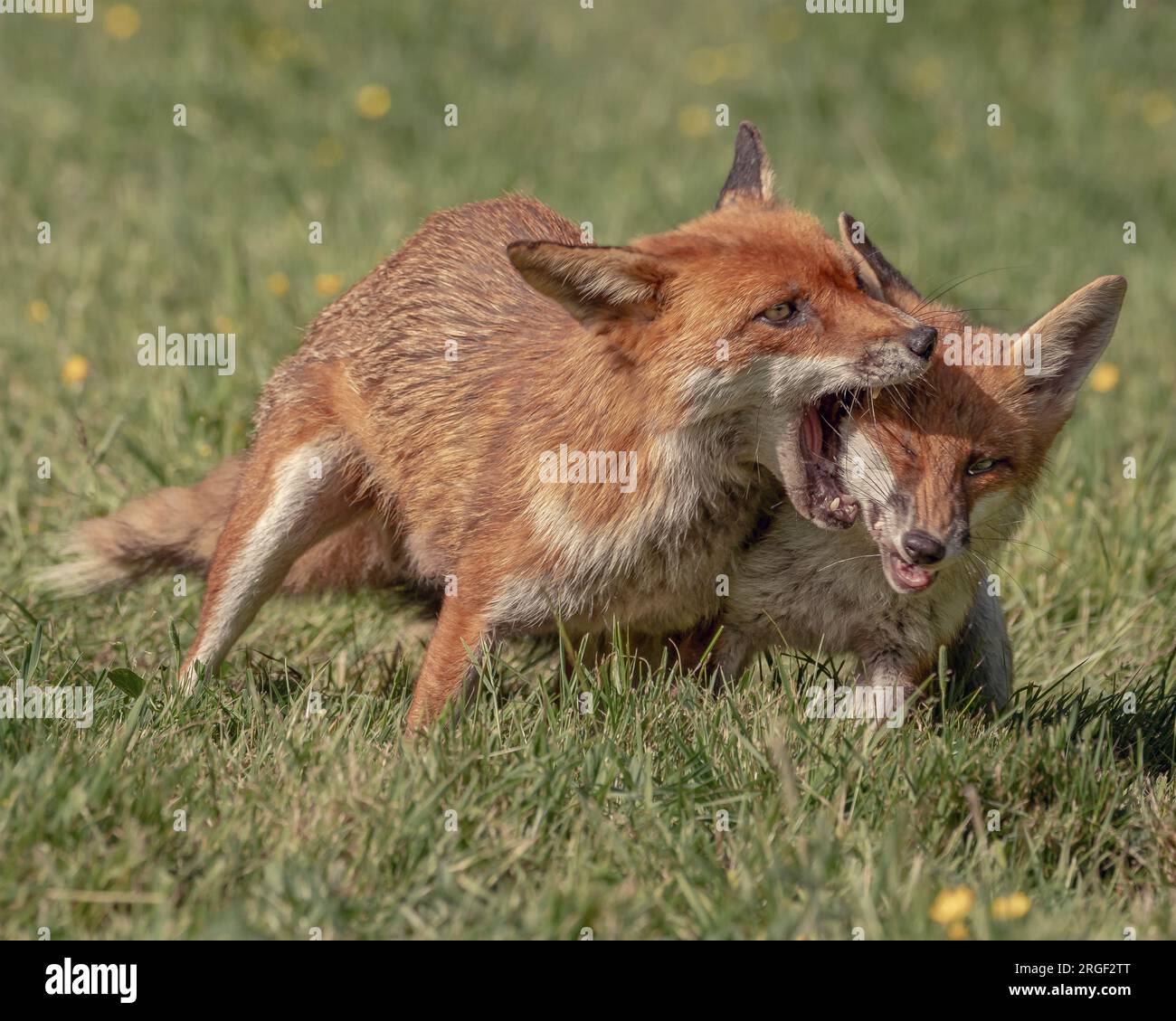 Playful fox besties eating and chomping each other off. Hampshire ...