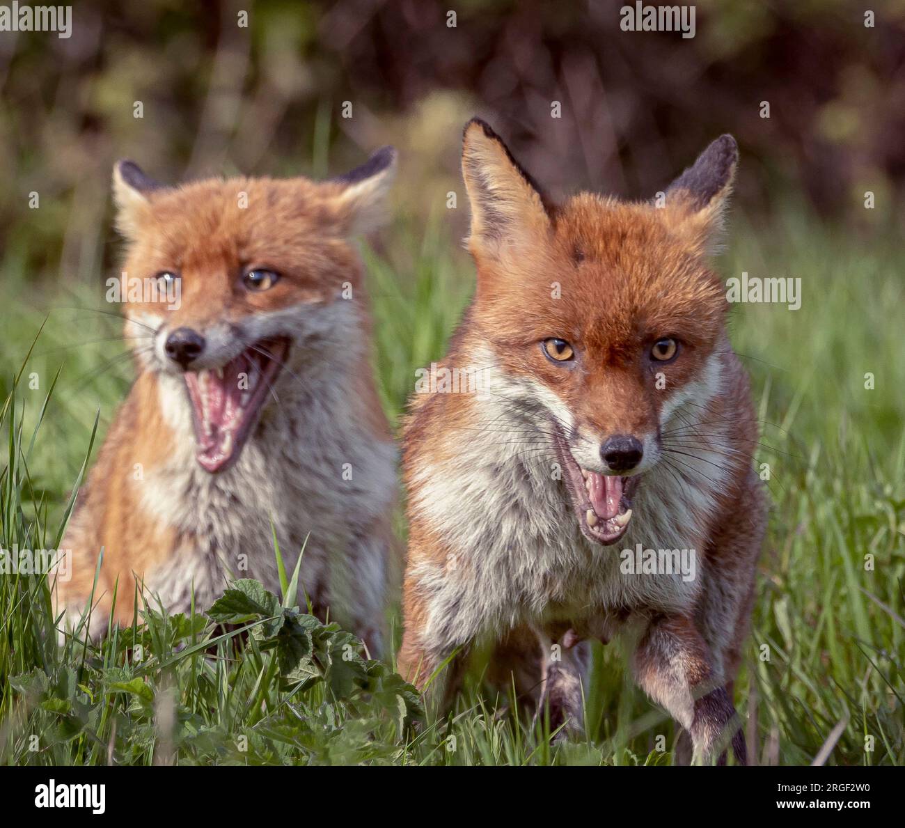 Young foxes hi-res stock photography and images - Alamy