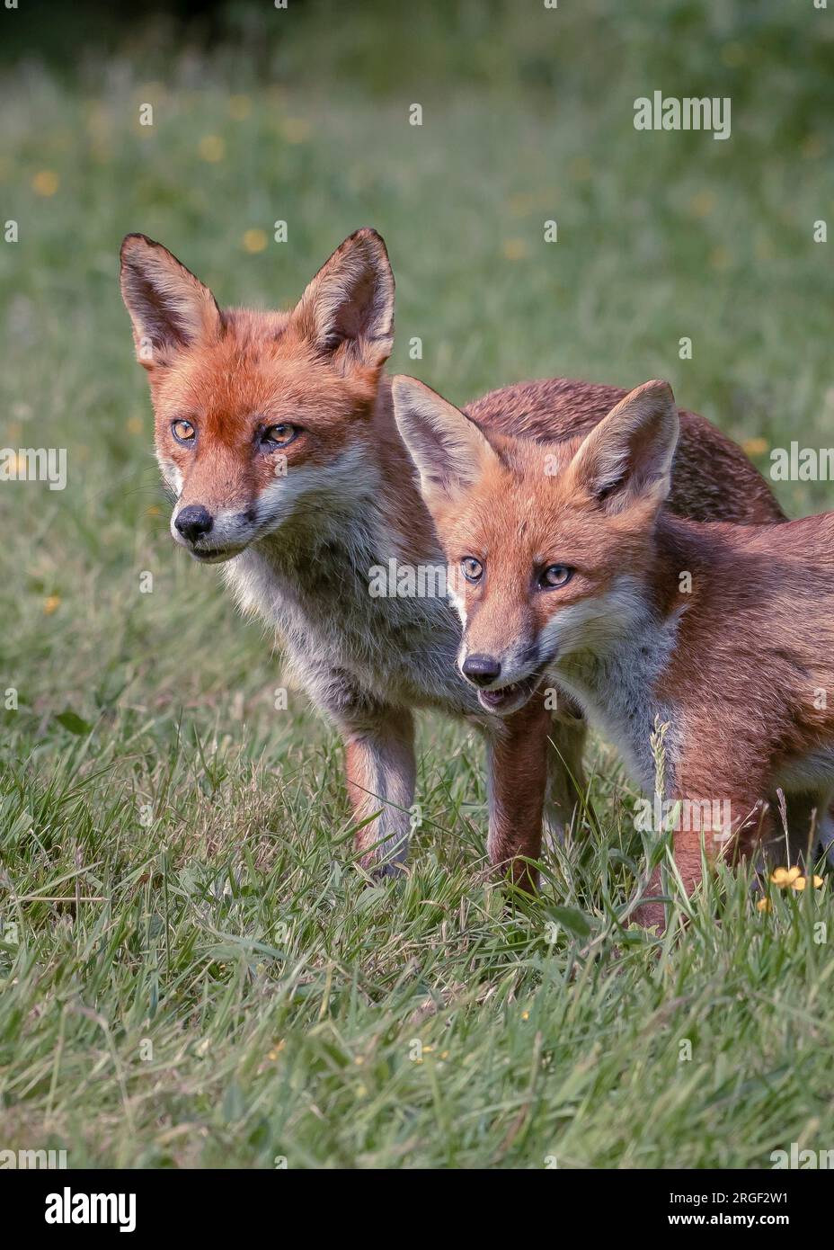 Foxes are widespread and quite common throughout Britain, and a ...