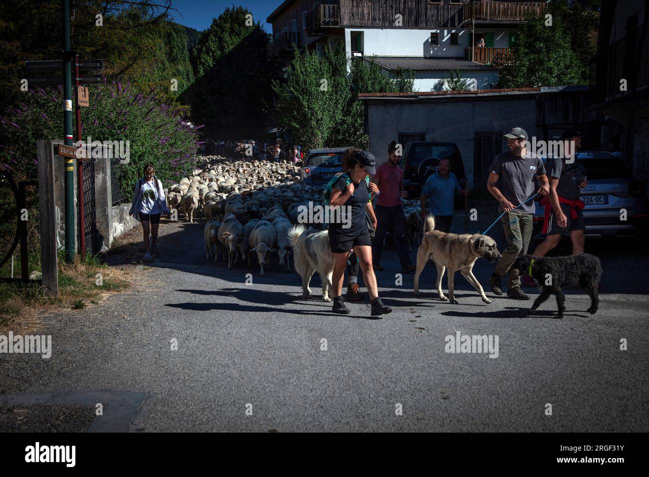 Vernet, France. 08th Aug, 2023. The shepherds at the head of the ...