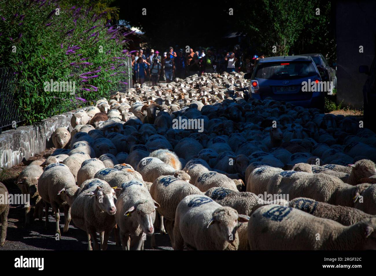 Transhumance provence hi-res stock photography and images - Alamy