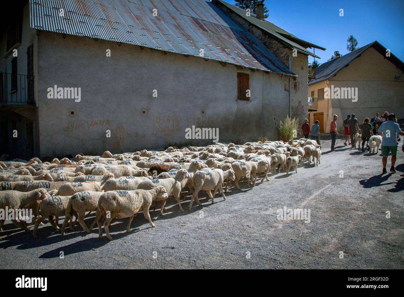 Transhumance provence hi-res stock photography and images - Alamy