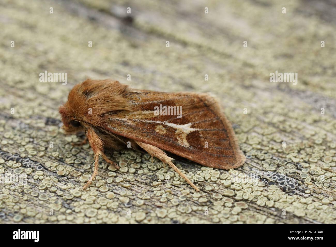 Detailed closeup on an Austria furry brown owlet moth, Cerapteryx ...