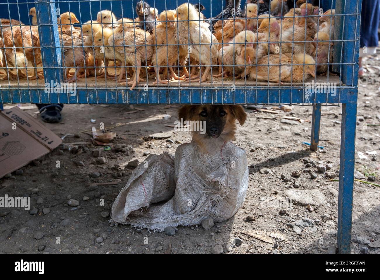 Dog in a sack hi-res stock photography and images - Alamy