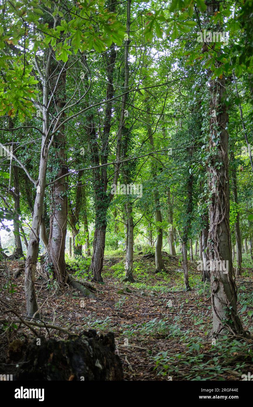 Trees in woodland copse, Rural community of Womersley, North Yorkshire ...