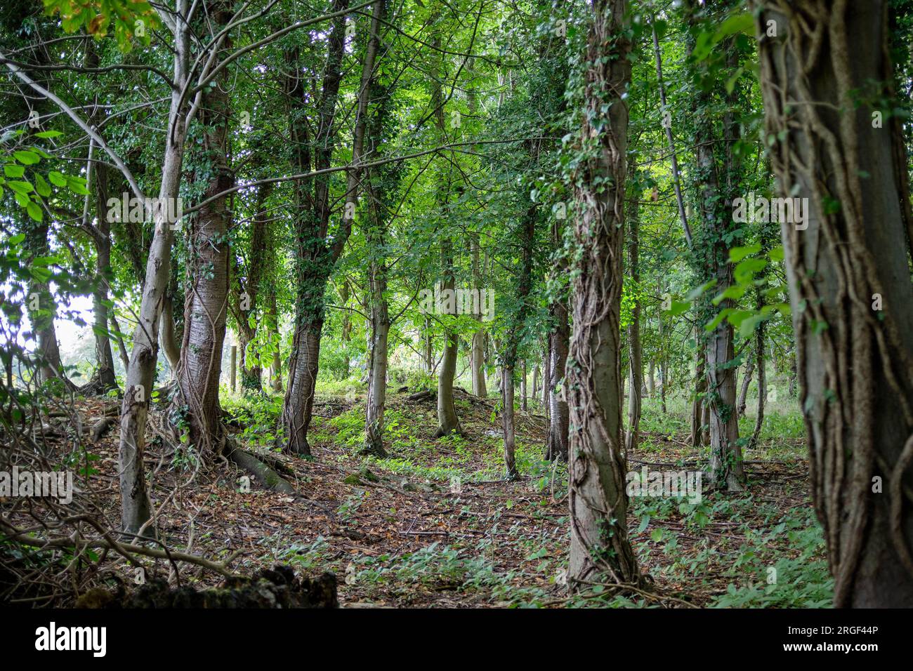 Trees in woodland copse, Rural community of Womersley, North Yorkshire ...