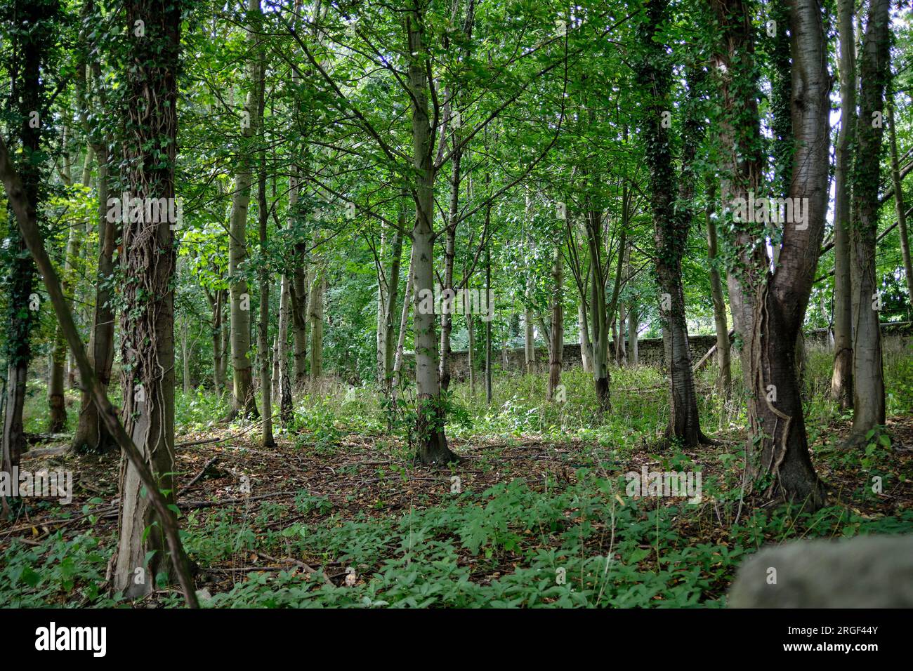 Trees in woodland copse, Rural community of Womersley, North Yorkshire ...