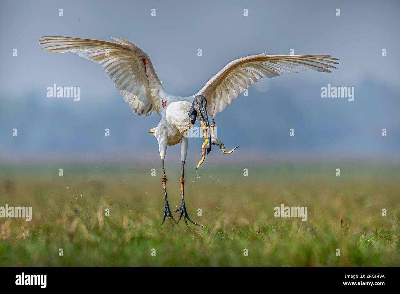 The ibis flying away. ODISHA; INDIA: GRIPPING photographs have shown ...