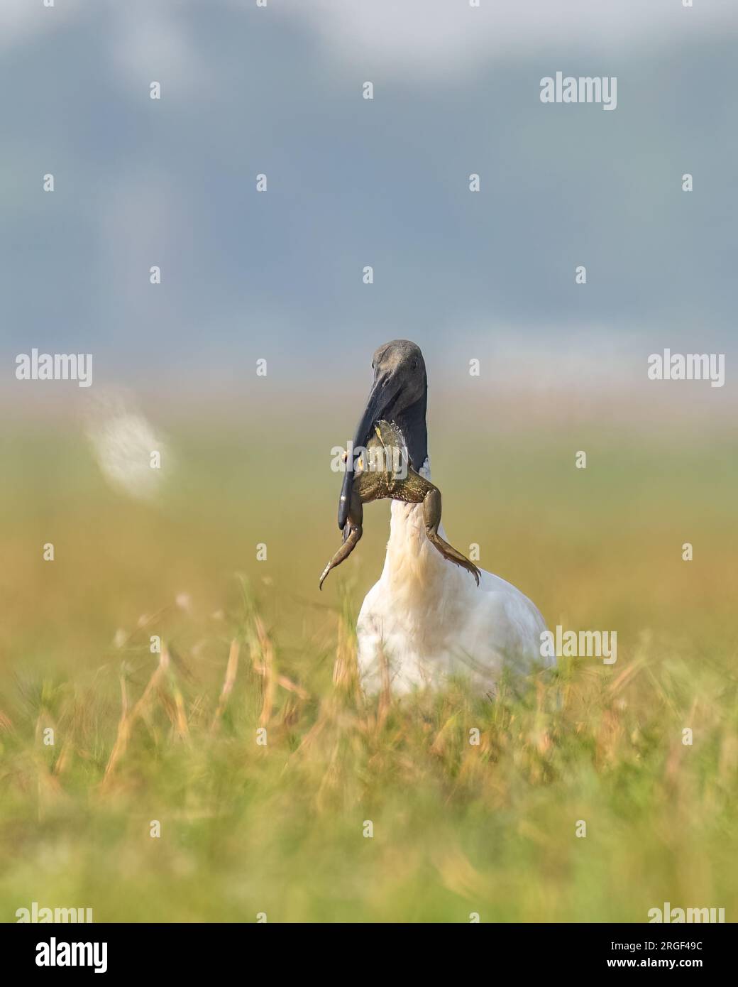 The frog in the beak. ODISHA; INDIA: GRIPPING photographs have shown ...
