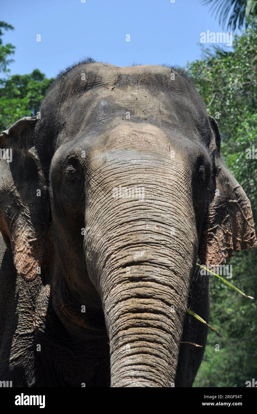 The head of the Sumatran elephant looks out in nature Stock Photo - Alamy