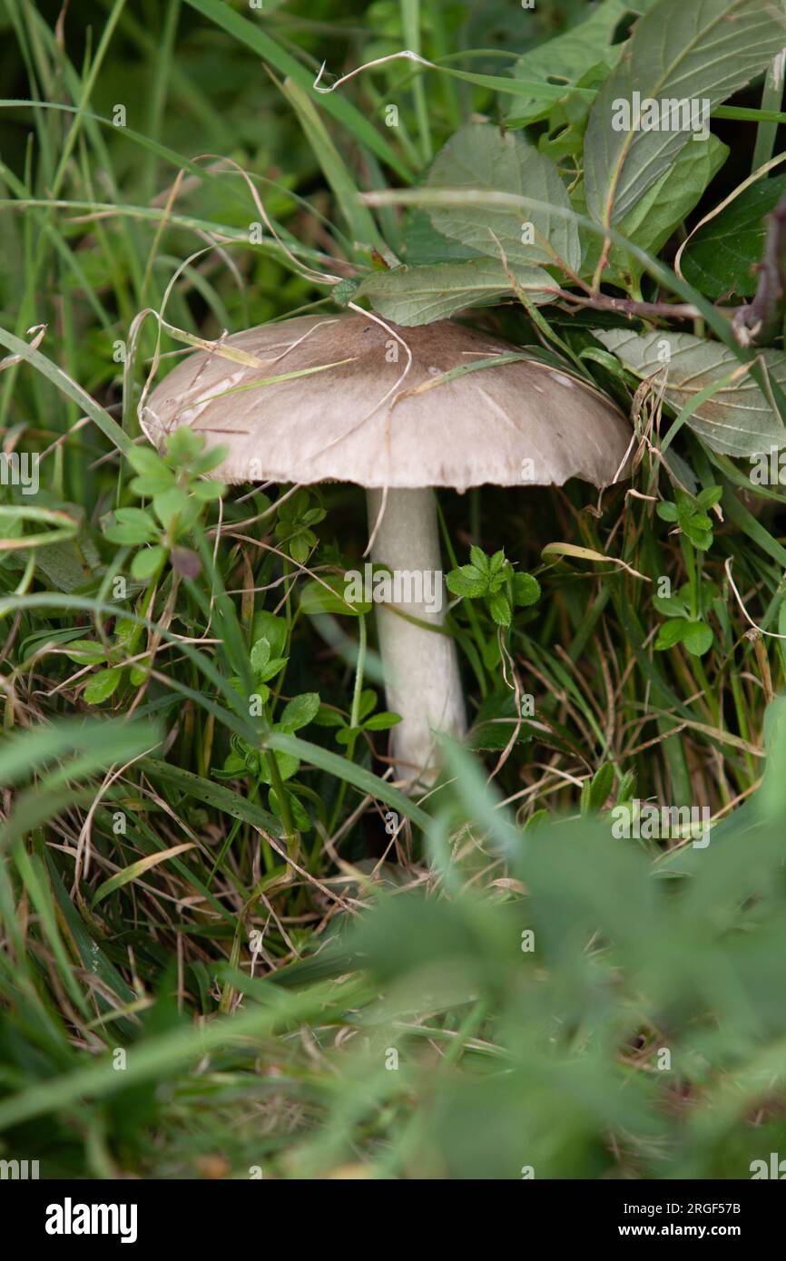 Mushroom with grass around it Stock Photo - Alamy