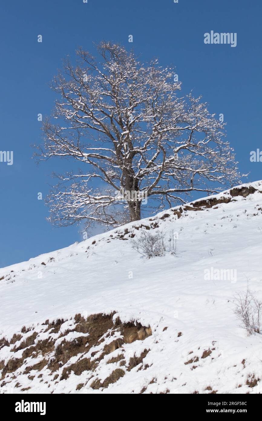 Tree without leaves in winter Stock Photo - Alamy