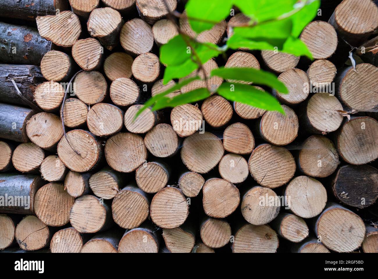 Stack leaves arrangement hi-res stock photography and images - Alamy