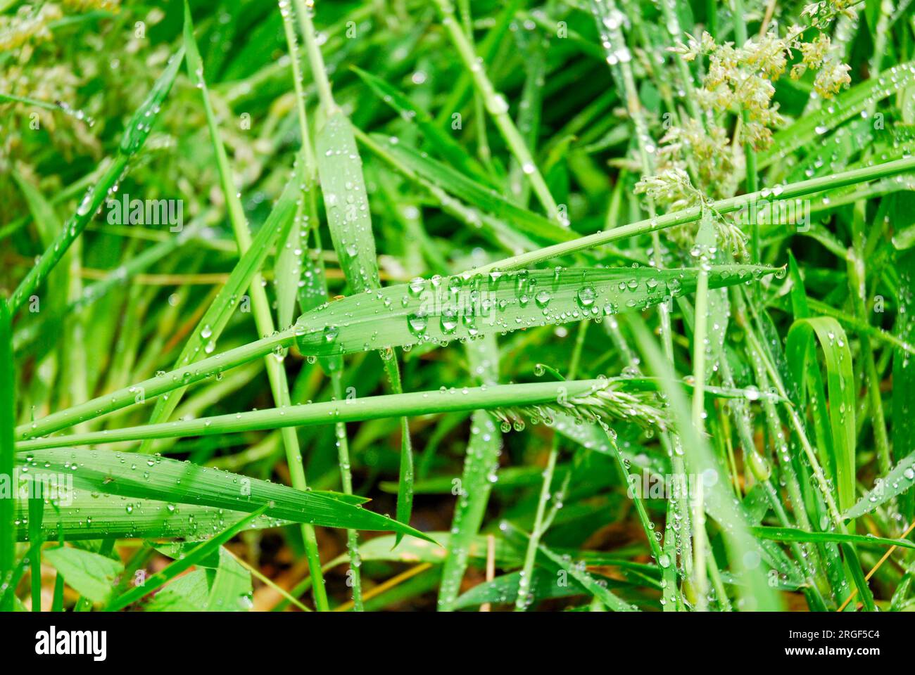 Green grass waterdrops close hi-res stock photography and images - Alamy