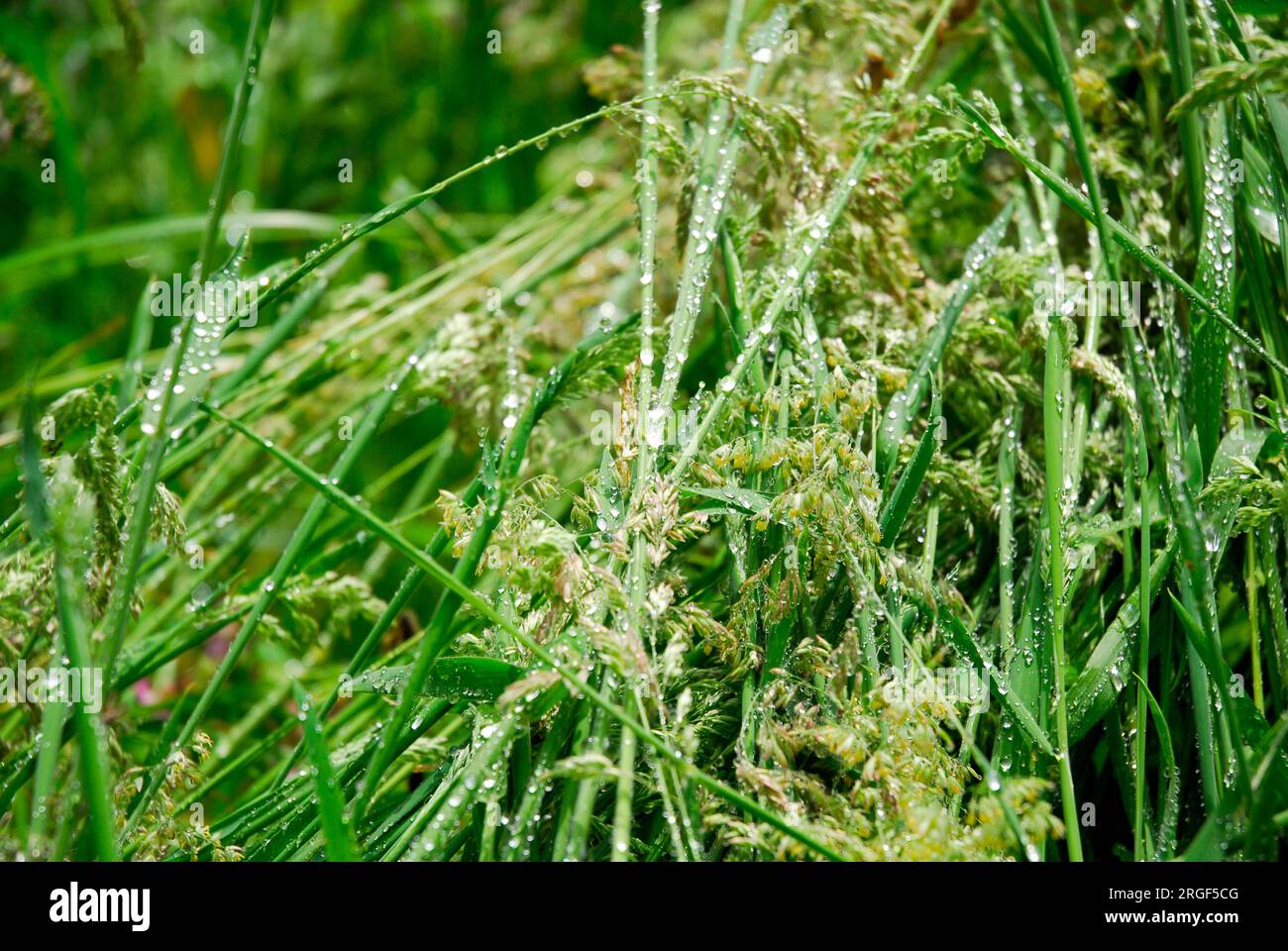 Rain waterdrops hi-res stock photography and images - Alamy