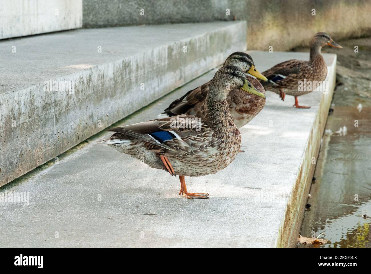 Waterfront wildlife hi-res stock photography and images - Alamy