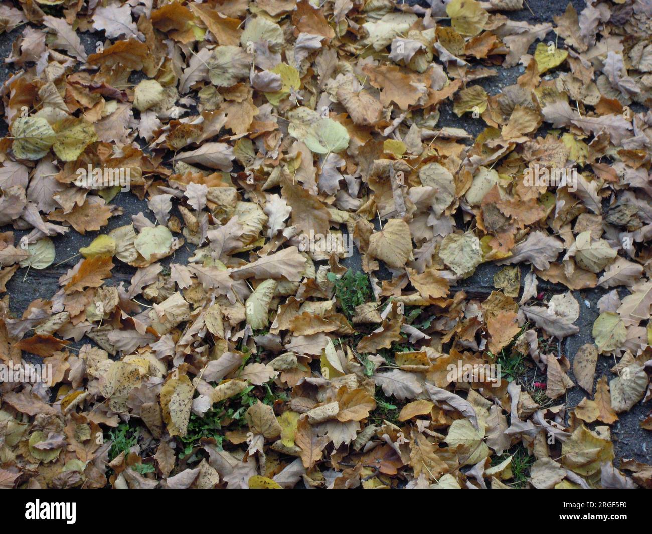 Autumn leaves on the way Stock Photo - Alamy