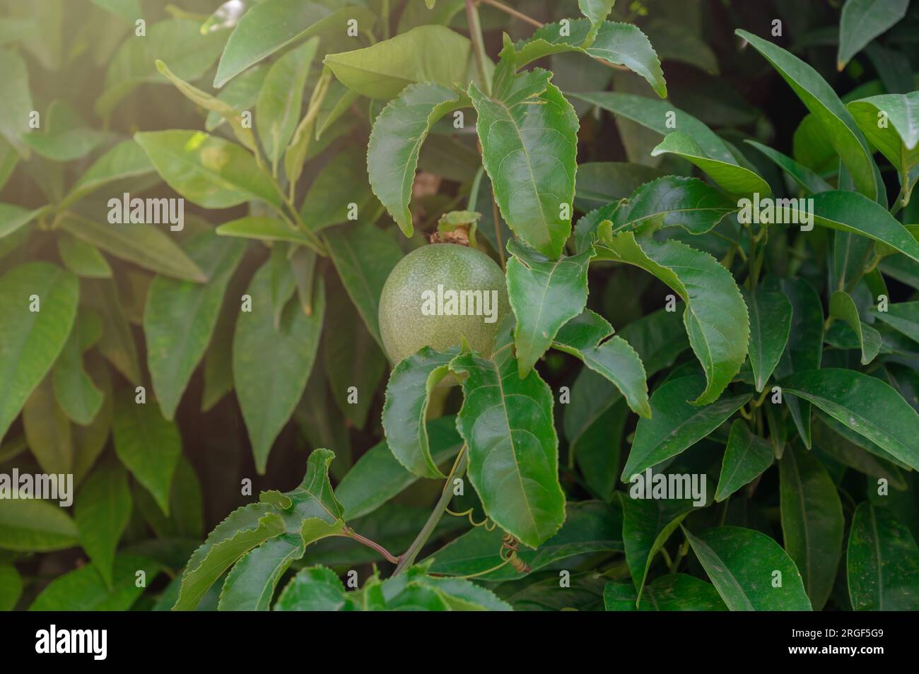Passion fruit maracuja growing on the tree in the garden, beauty summer ...