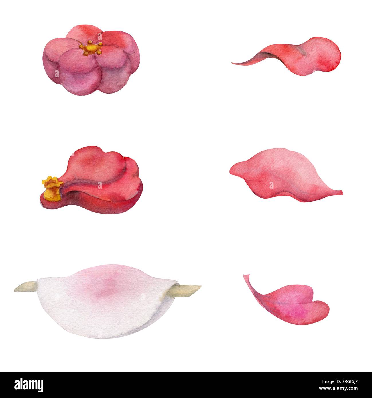 Watercolor hand drawn traditional Japanese sweets. Winter wagashi ...