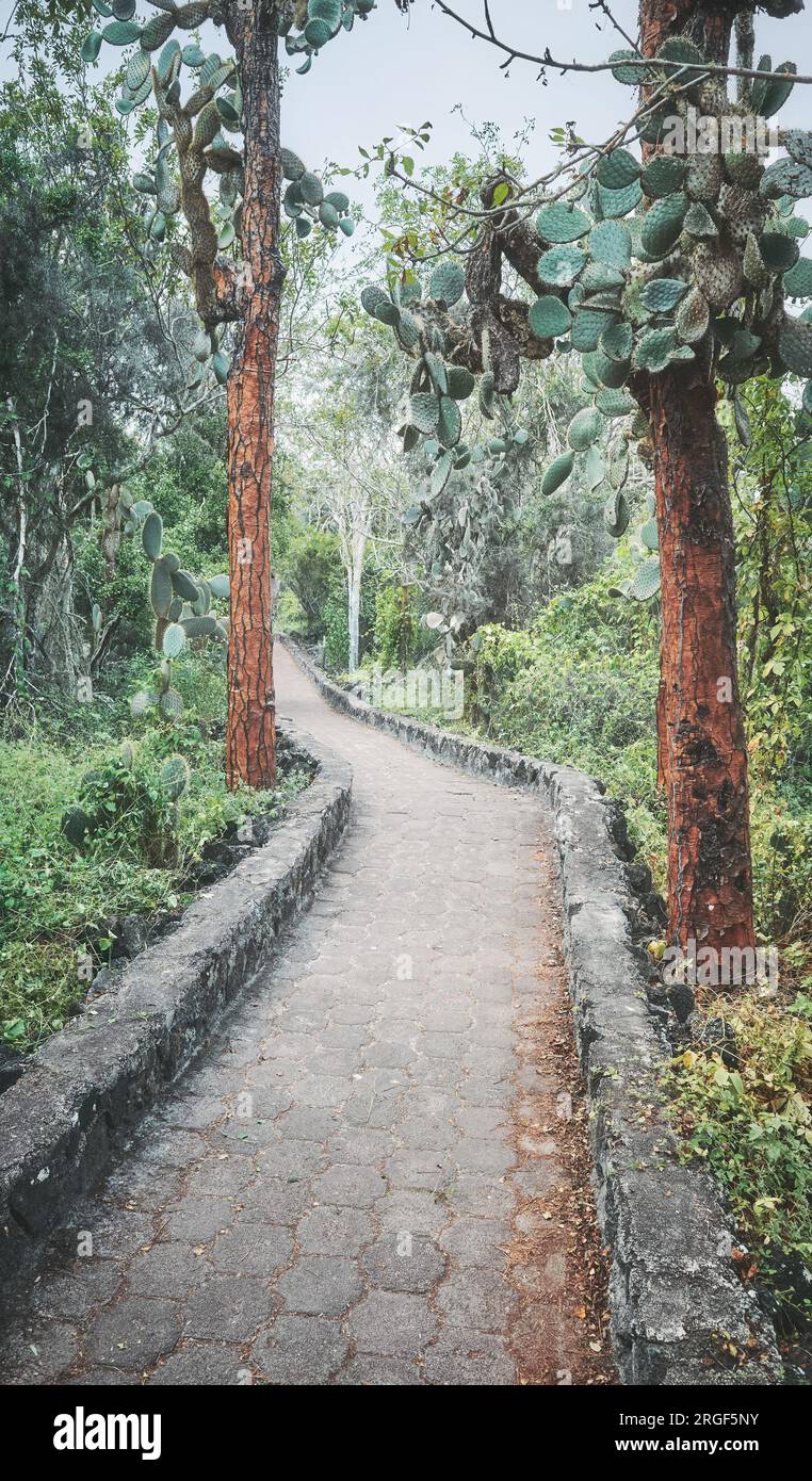 Path in primeval forest on Santa Cruz Island, color toning applied ...