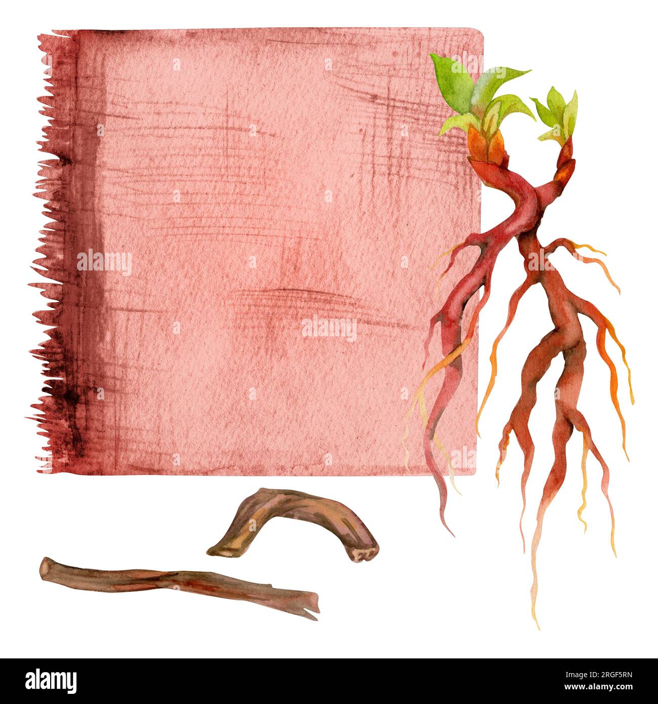 Hand drawn watercolor madder root coloring natural plant dye, materials ...