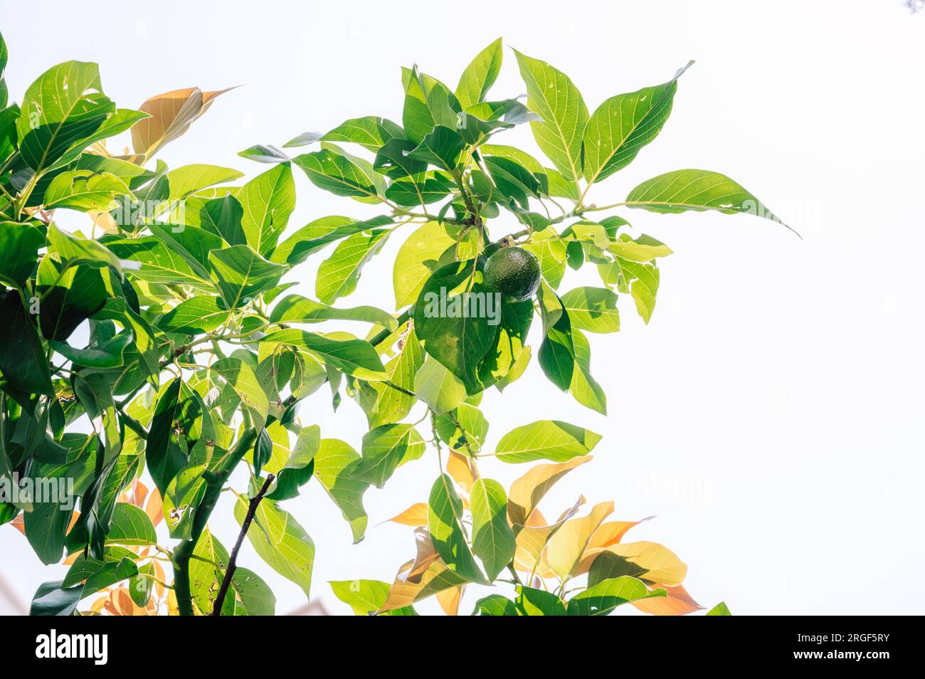 Lemon growing on the tree in the garden, beauty summer day Stock Photo ...