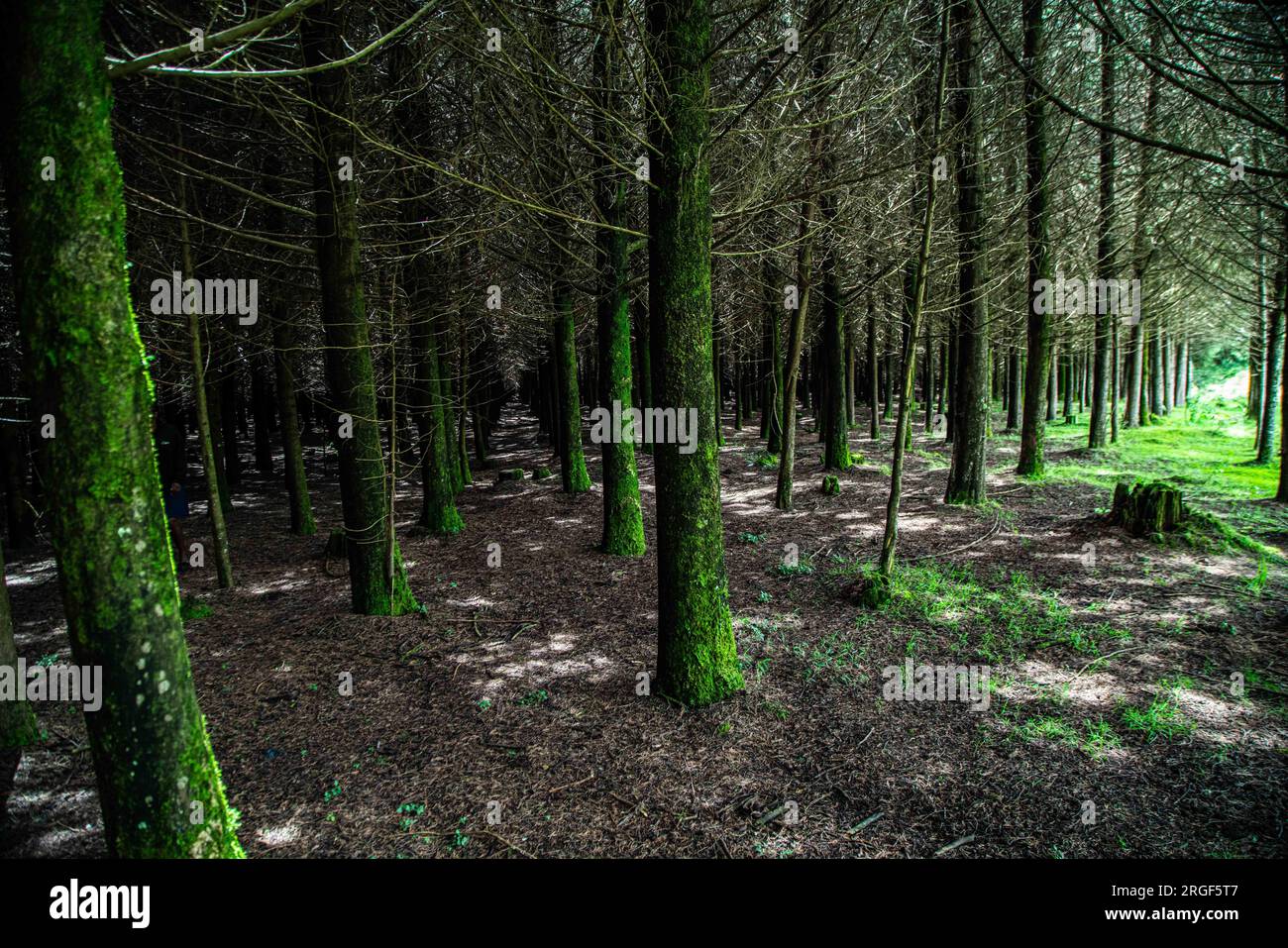 Mau forest kenya hi-res stock photography and images - Alamy