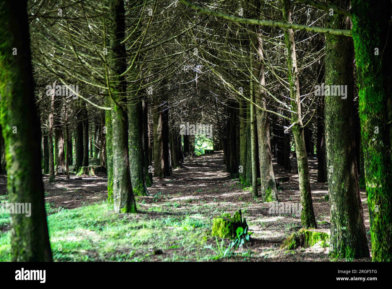 Mau forest kenya hi-res stock photography and images - Alamy