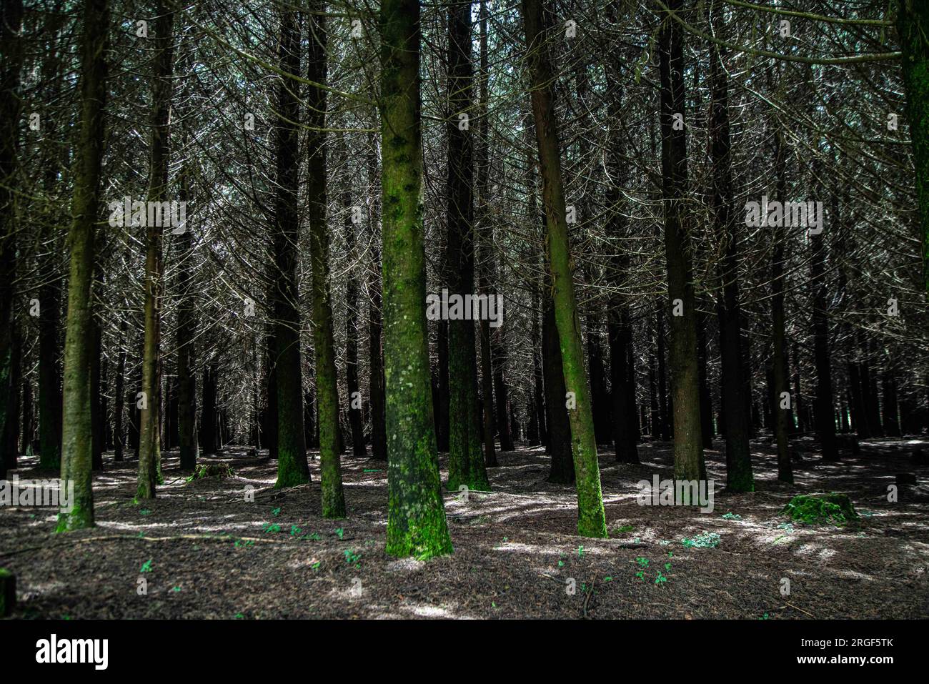 Eastern mau forest hi-res stock photography and images - Alamy